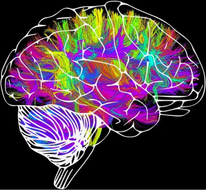 Laboratory of Neurocognitive Development (at University of Pittsburgh) — Kidsburgh